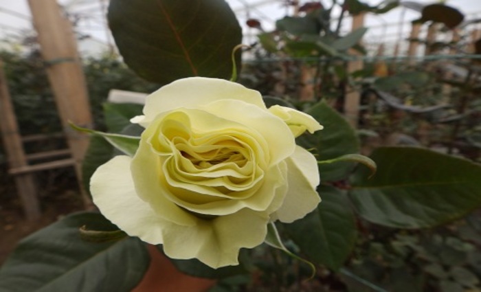 Home [hefzibaflowers.com.co]